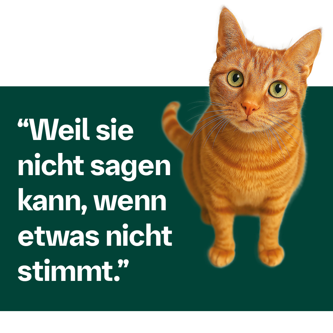 Katzendiagnostik Download-Vet – Boehringer Ingelheim Vetmedica