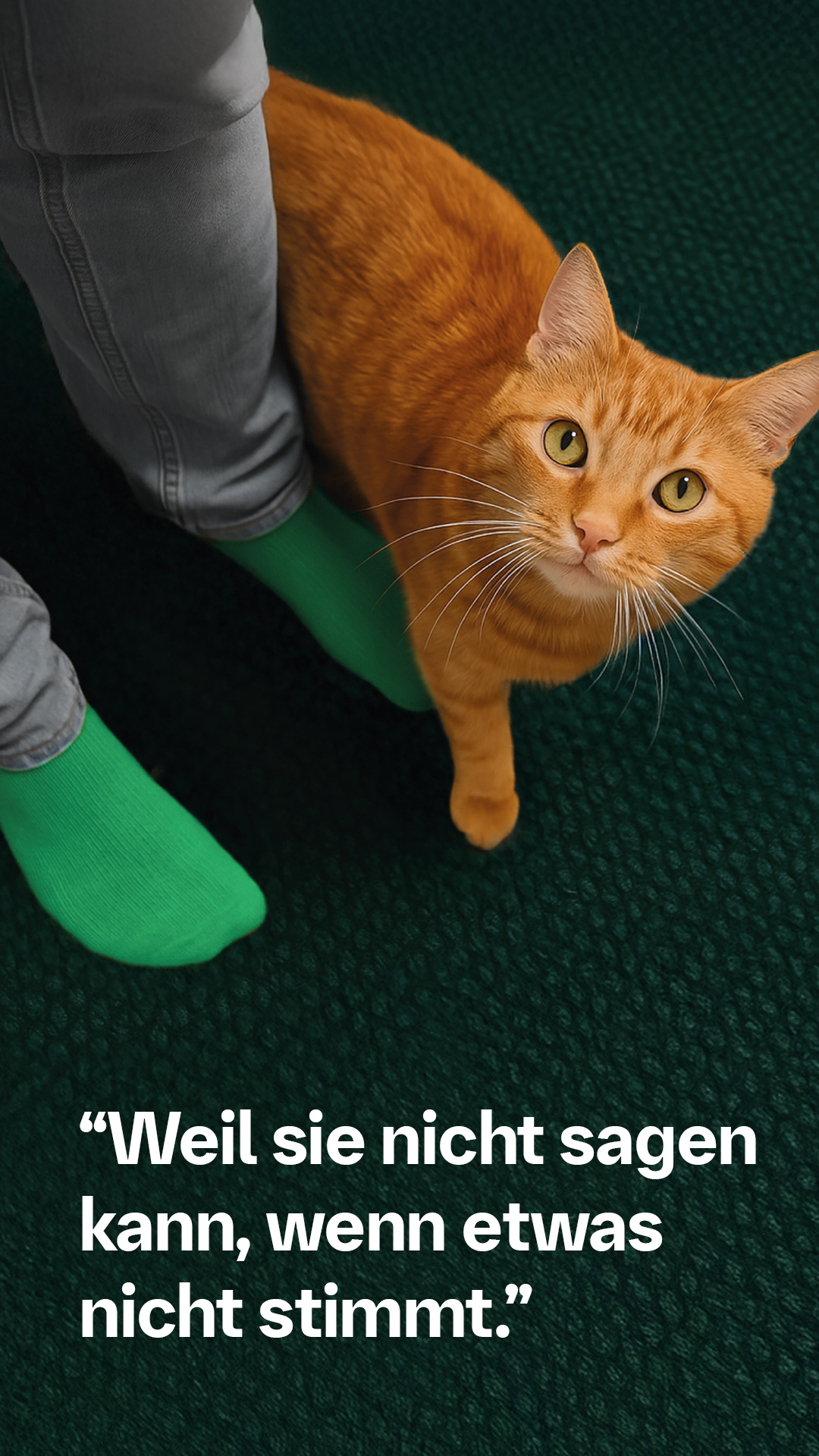 Katzendiagnostik Download-Vet – Boehringer Ingelheim Vetmedica