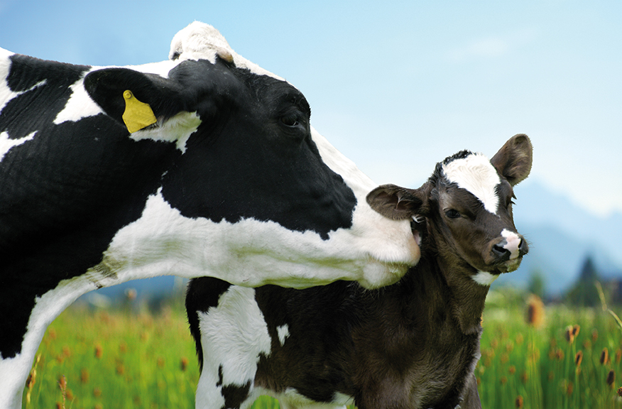 Boehringer Ingelheim Vetmedica GmbH – Tiergesundheit – Vetmedica